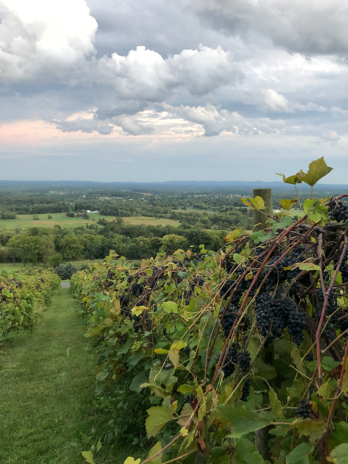 Day Date: Bear's Den Hike + Bluemont Winery - fANNEtastic food