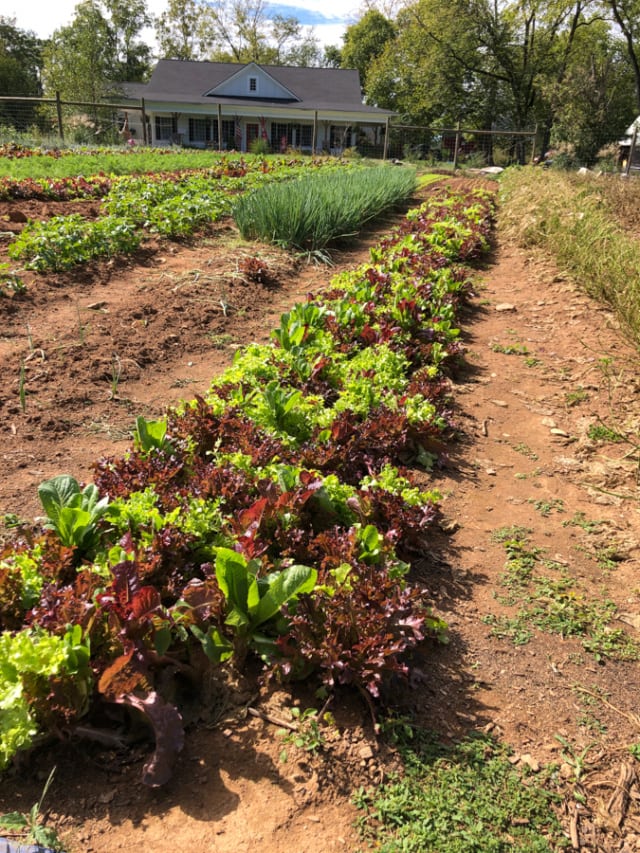 RD Day at Gathering Springs Farm - fANNEtastic food