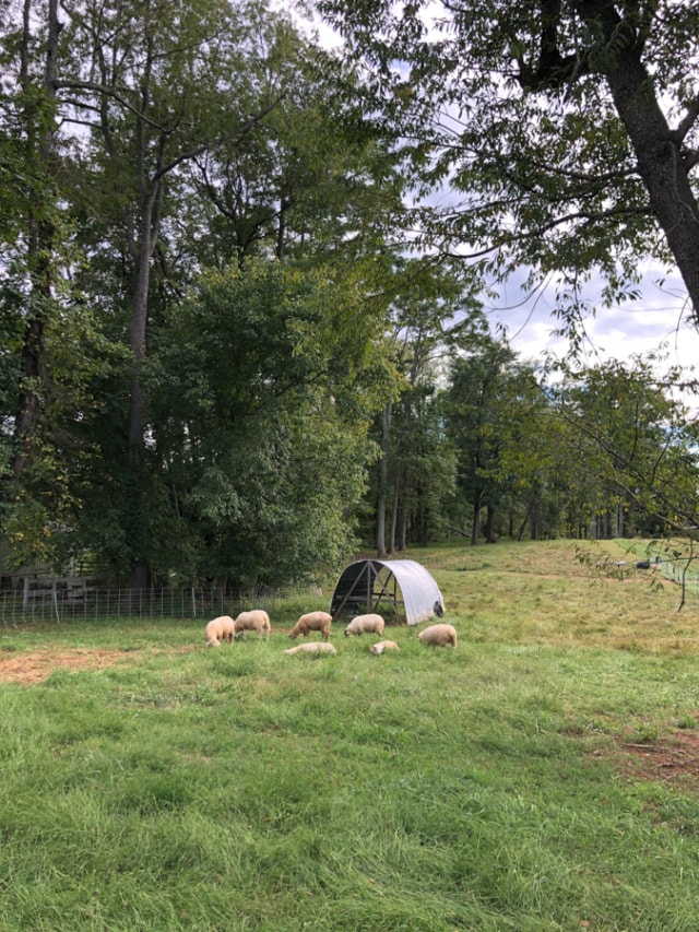 RD Day at Gathering Springs Farm - fANNEtastic food