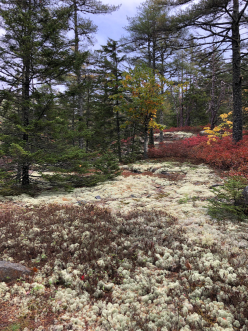 Recap from Hiking the Giant Slide Trail in Acadia National Park